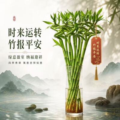 转运竹水养带根水培植物富贵竹龙竹水培绿植室内客厅招财四季好养