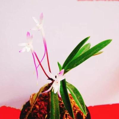 福建独有品种稀有花色造景微型风兰小可爱水培绿植