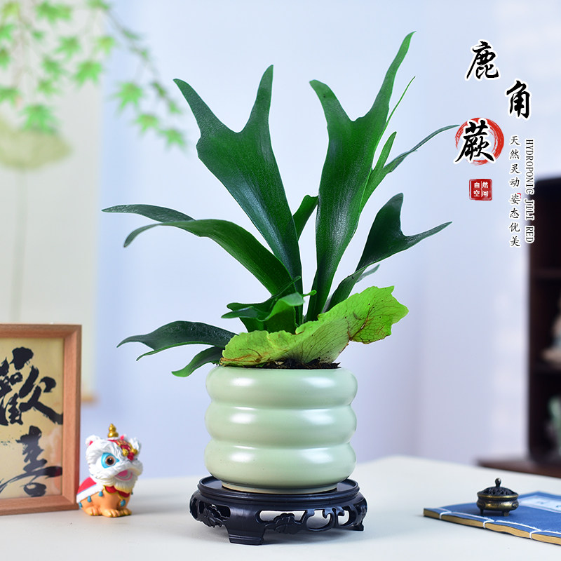 鹿角蕨二歧盆栽绿植观叶室内居家办公客厅好养植物美化桌面盆景