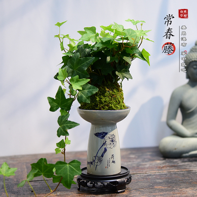 自然空间造型小叶榆树盆景