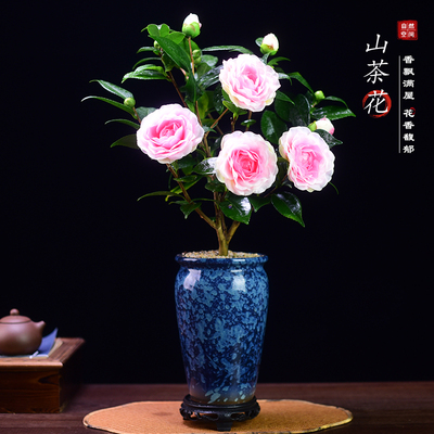 山茶花草本花卉书房客厅办公室