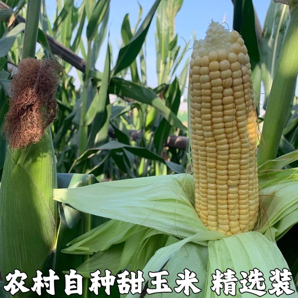 农村自种甜玉米黄玉米棒子新鲜水果玉米农家菜黄玉米嫩玉米现摘