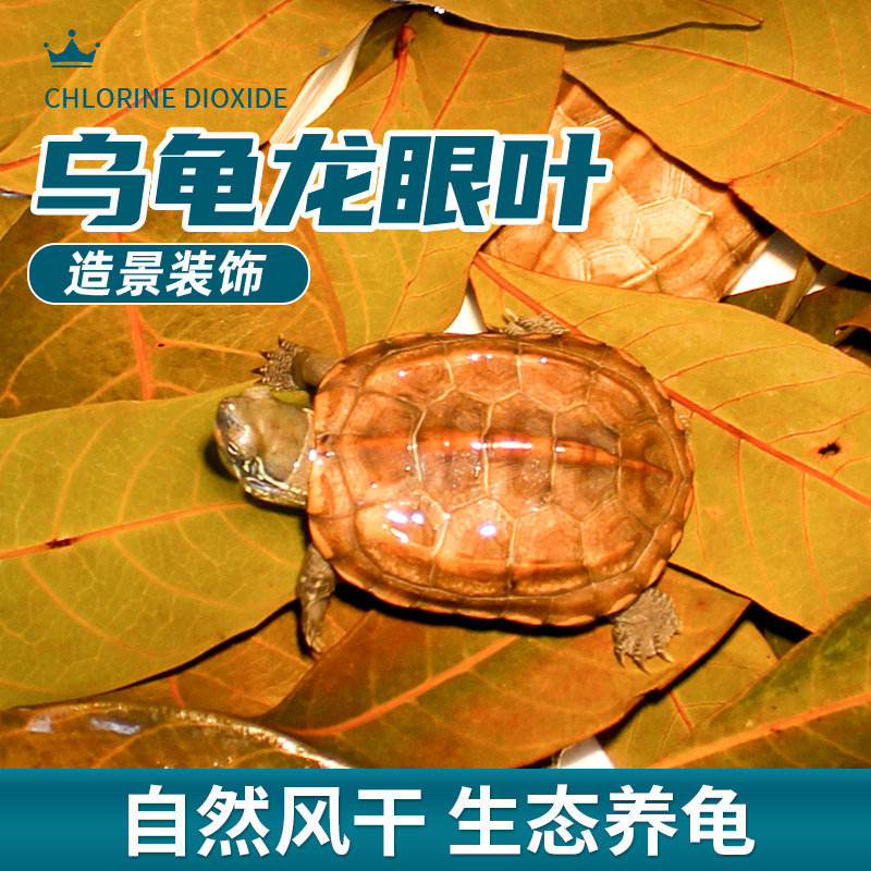 免煮养龟风干龙眼叶水质懒人用品龟鱼缸斗鱼水草造景装饰榄仁叶子