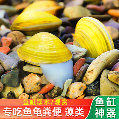 黄金小河蚌净水河蚬清理鱼缸观赏螺黄金贝专吃鱼屎粪便净化水质