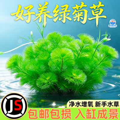 火山石绿菊小坨草鱼缸后景真水草新手好养增氧淡水阴性活体植物