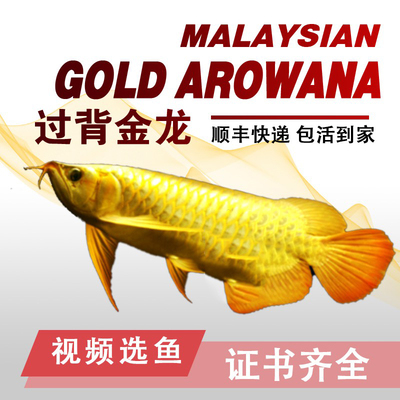 赛级风水金龙鱼苗过背金龙鱼苗红龙鱼苗银龙鱼苗随机发热带观赏鱼