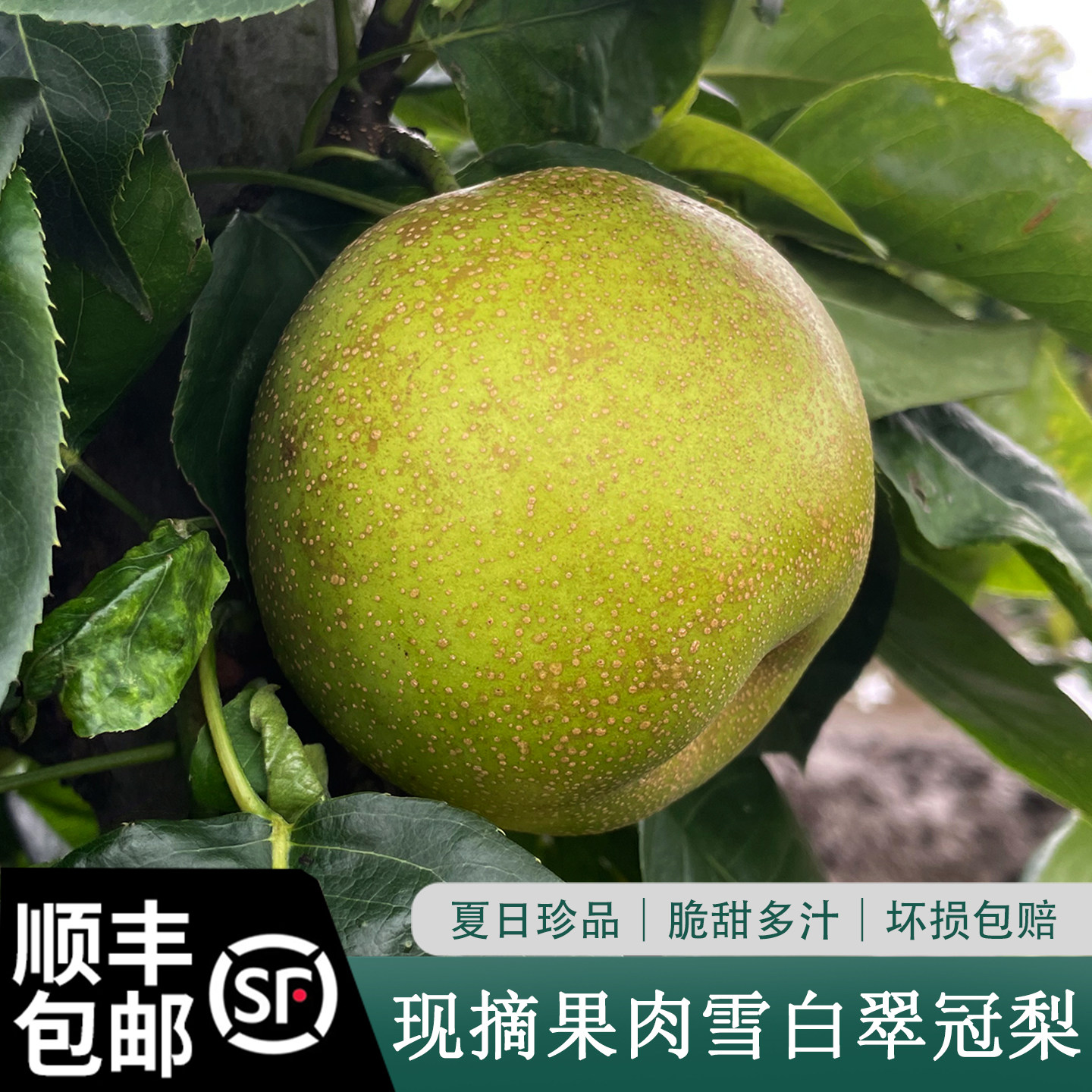 顺丰包邮 苏北特产 翠冠梨 梨子新鲜当季时令水果甜大酥脆
