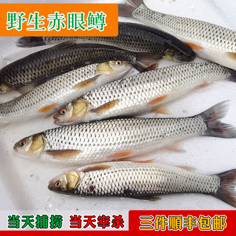 赤眼鳟鱼怎么做好吃,赤眼鳟什么档次鱼,(第12页)_大山谷图库