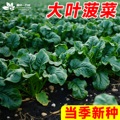 【越冬品种】肉厚耐冻!菠菜种子