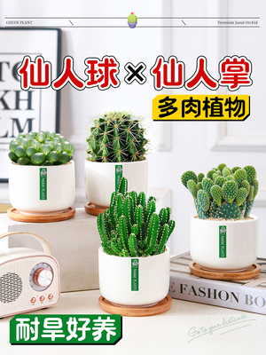 新疆包邮仙人球仙人掌盆栽办公室内防辐射绿植物桌面高端多肉开花