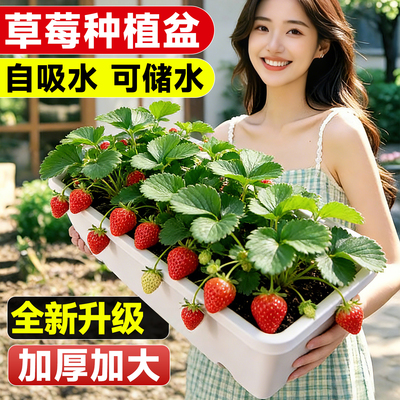 塑料花盆家用阳台种菜蔬植