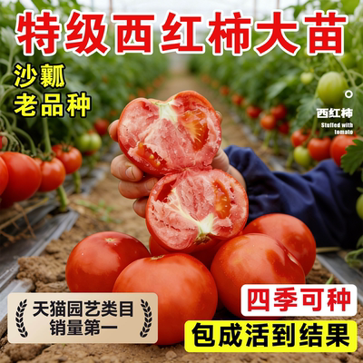 西红柿普罗旺斯沙瓤苗毛粉