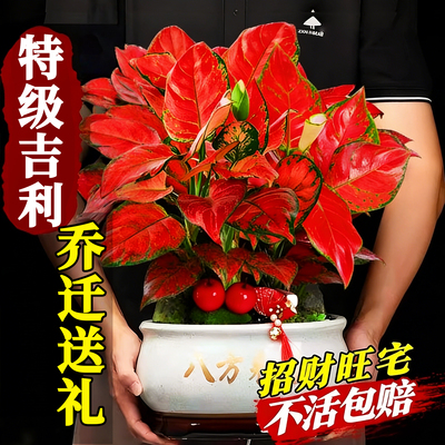 【全网热销10W+】新款吉利红盆栽