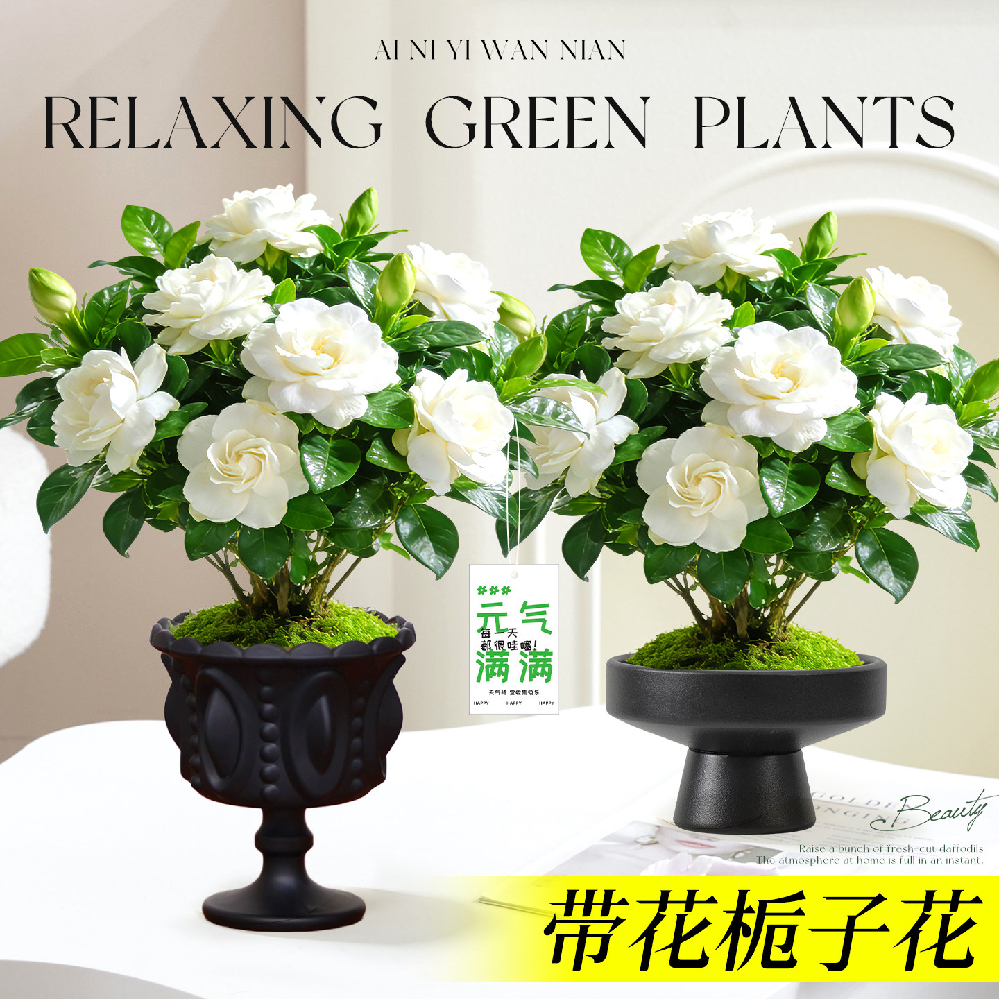 栀子花盆栽四季开花卉水培植物茉莉办公室内摆件桌面小绿植好养活