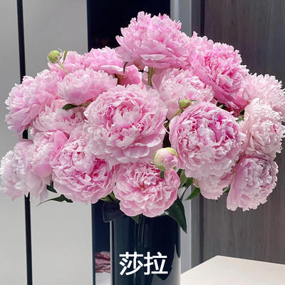 莎拉芍药花苗晚期花进口品种