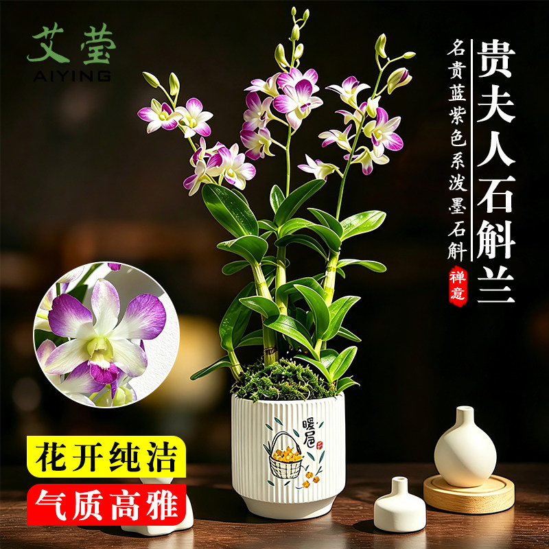 名贵秋石斛兰花苗贵夫人泼墨现带花苞室内好养浓香盆栽花卉绿植物