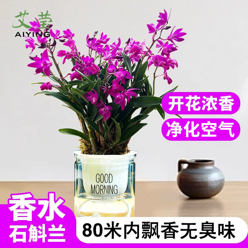冬带花澳洲香水石斛兰花苗盆栽 石斛花卉植物室内绿植好养浓香