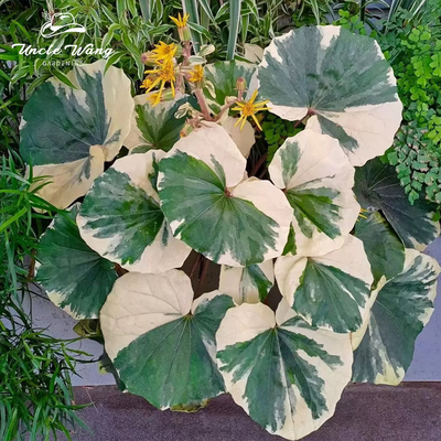 种花王大爷 花叶吴风草盆栽庭院观叶好养易活观花草本