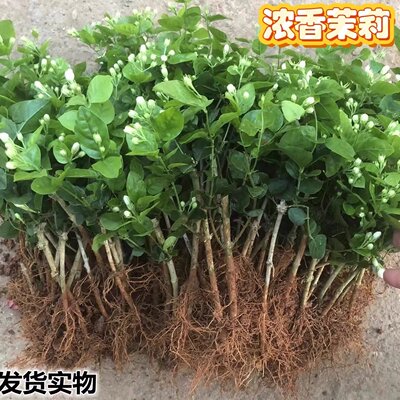 重瓣茉莉花苗带花苞可食用室内阳台清香绿植驱蚊好养花两年苗