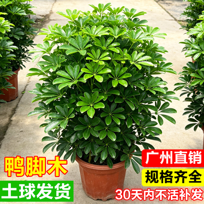 鸭脚木盆栽客厅落地大号鸭掌木八方来财真树苗办公室绿植大型植物