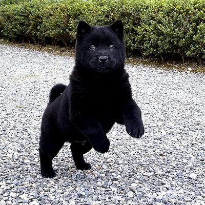 猎犬家庭赶山犬狩聪明活物狗温顺