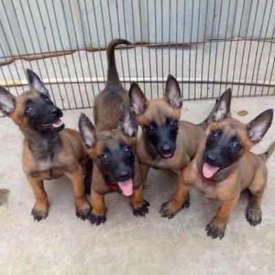 马犬幼犬精品健康训练看门狗警犬小狗聪明比利时红色科目红马好养
