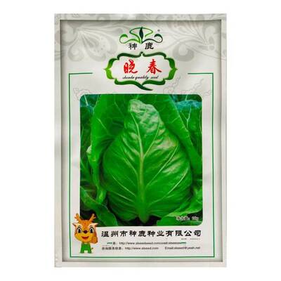 胖尖型甘蓝品种 耐抽苔 可越冬上市 晓春