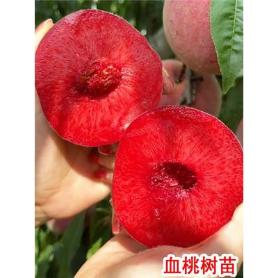 特大桃树苗血果子嫁接南方
