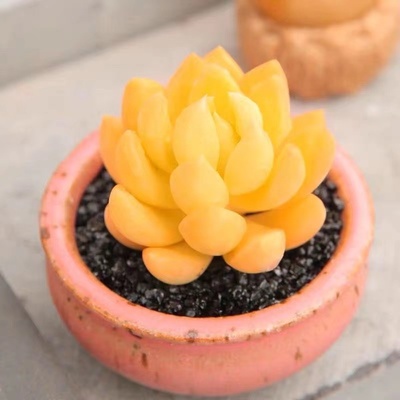 黄丽黄美人多肉办公室新手养肉肉植物组合盆栽室内植物盆栽绿植