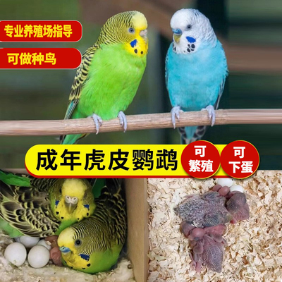 欧立海成年鹦鹉活鸟虎皮