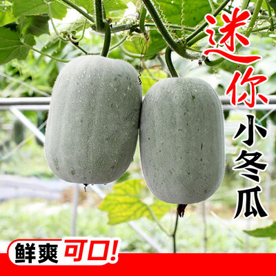 小冬瓜新鲜现摘迷你小香冬瓜当季农家时令蔬菜挂霜水果东瓜