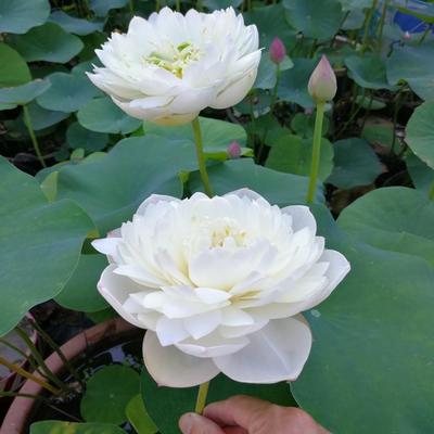 素雅多花重瓣碗莲种藕苗子盆栽荷花苗室内阳台庭院水生植物四季开