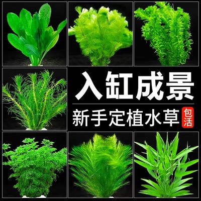 鱼缸造景水草好养耐活无需底沙