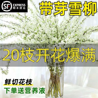 鲜枝雪柳带花苞干支水养水培花卉绿植物室内插花龙柳鲜支枯木逢春