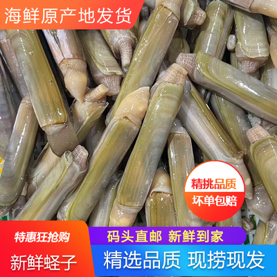 广东潮州鲜活大个蛏子王