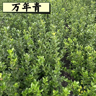 工程绿篱万年青绿化苗庭院篱笆