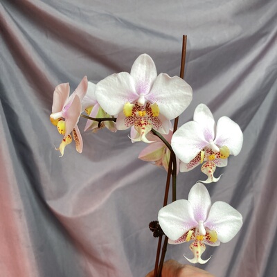 大仙兰园佛山店 A119 黄史交菲律宾交TKB 2.5寸开花株