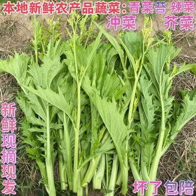 贵州新鲜蔬菜辣菜青菜苔芥菜包邮
