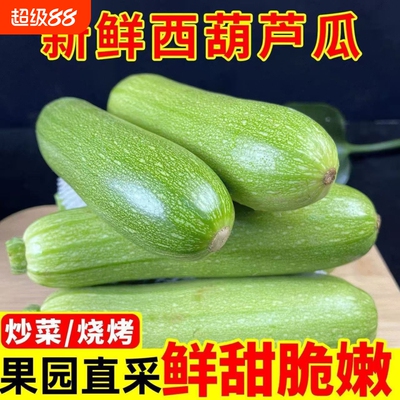 云南西葫芦新鲜现摘现发应季蔬菜当季现摘角瓜葫芦瓜自种烧烤