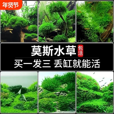 莫斯水草鱼缸造景前景慕斯片沉木