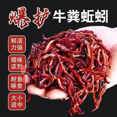 活饵蚯蚓鲜活垂钓鱼鲫鱼鲤鱼
