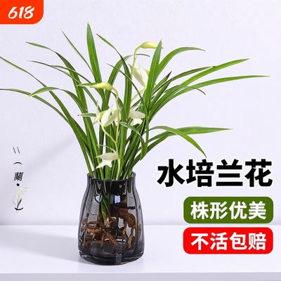 室内耐寒素心兰花|超1万次加购