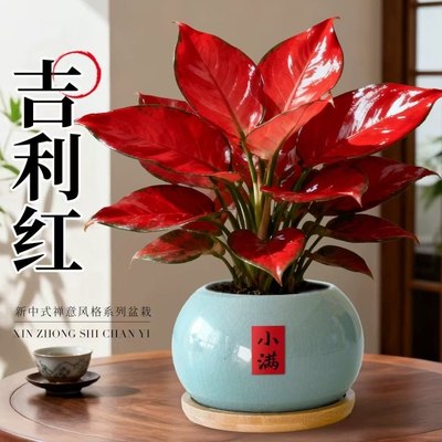 吉利红盆栽如意皇后室内办公室工位桌面绿植摆件适合懒人养的花卉