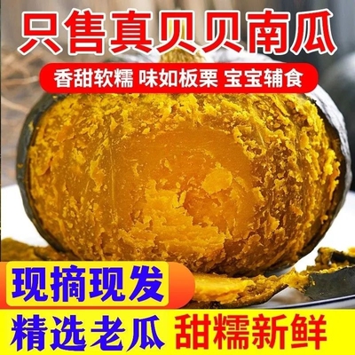 山东贝贝南瓜正宗板栗味新鲜老南瓜婴儿孕妇粉糯香甜辅食惠和