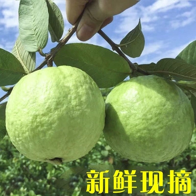 广东番石榴芭乐白心孕妇新鲜应季水果甜脆正宗孕妇巴乐一整箱包邮