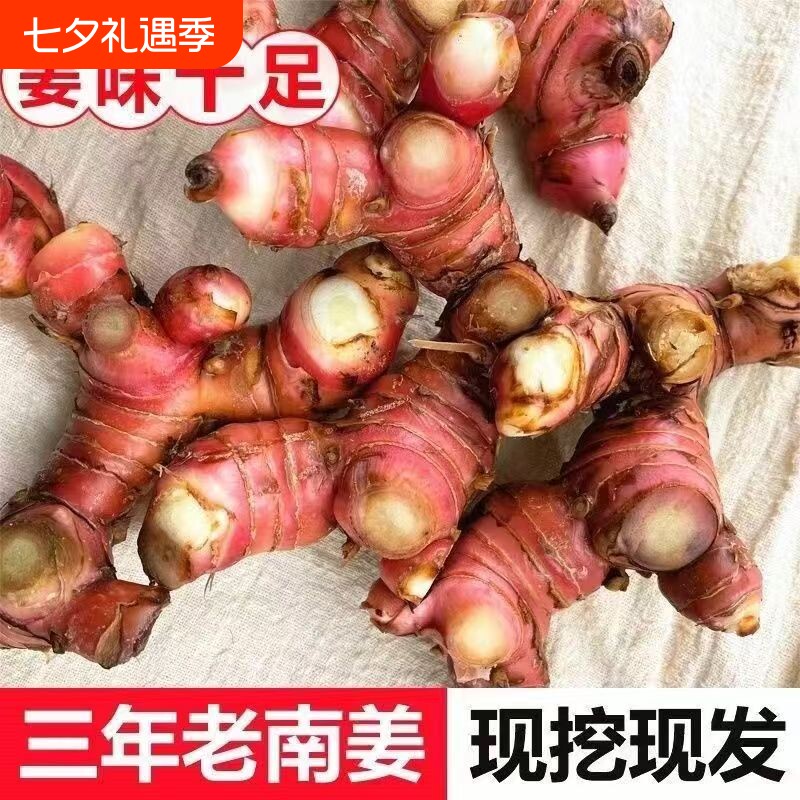 红皮精选正宗南姜新鲜山姜头牛羊肉野生调料潮汕火锅提味配料生姜