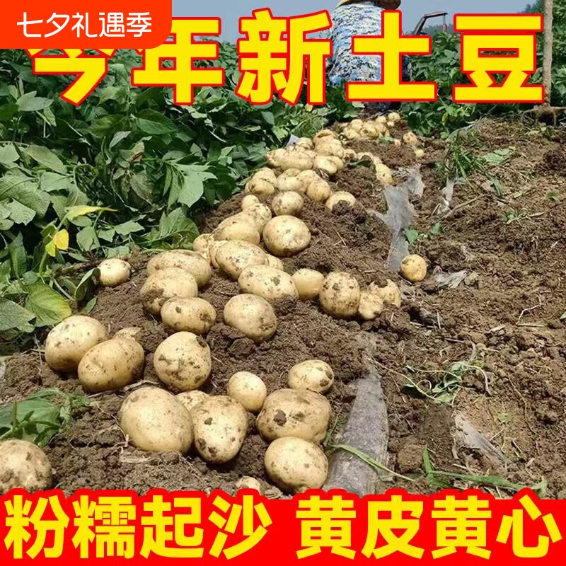 土豆新鲜农家露天种植当季蔬菜自产贵州高山新洋芋马铃薯老品种