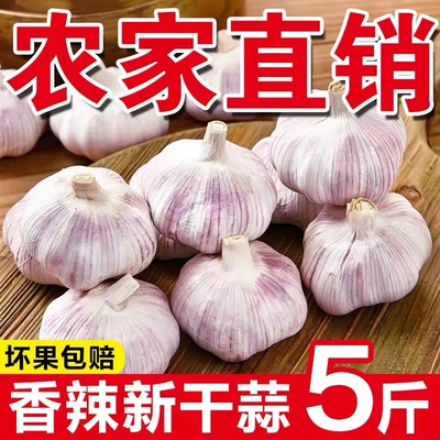 大蒜河南杞县产地直发新鲜蒜头