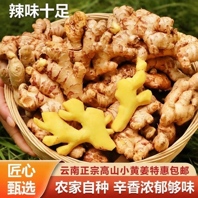 农家原生态种植土姜新鲜生姜
