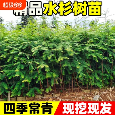 水杉树苗落羽杉四季常青风景大树南北方乔木行道树工程绿化杉树苗